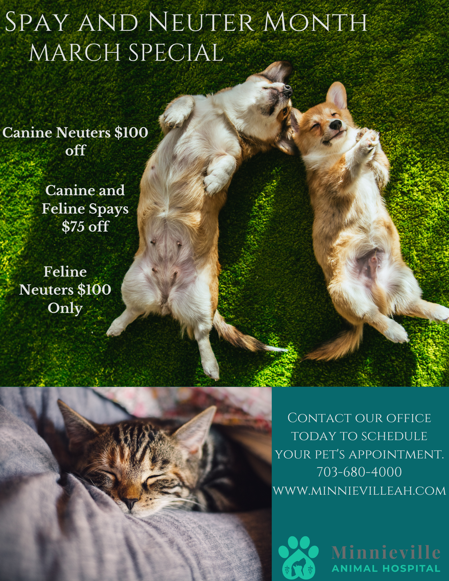 March Spay & Neuter Special! - Minnieville Animal Hospital